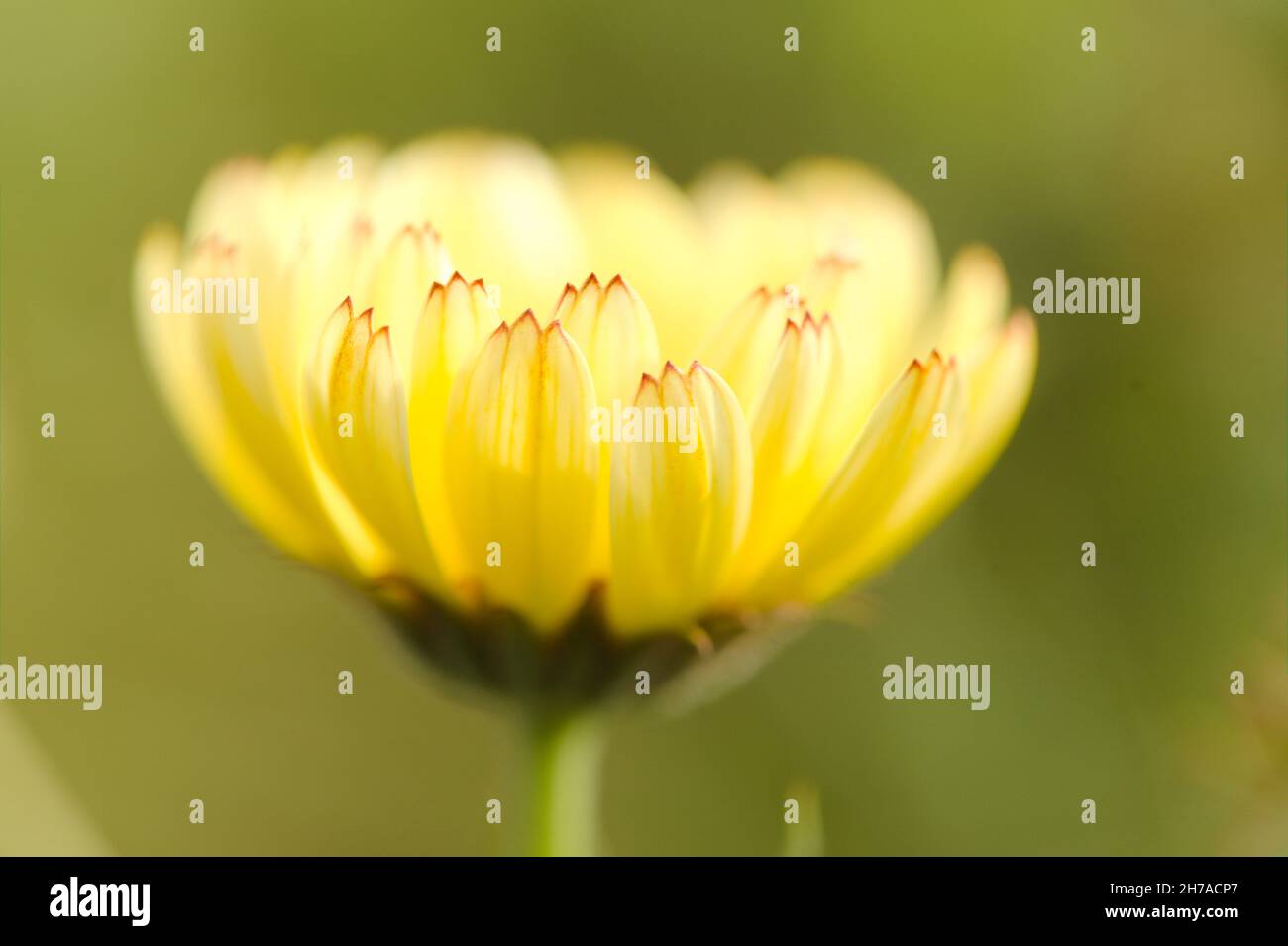 Calendula Officinalis Snow Princess High Resolution Stock Photography ...