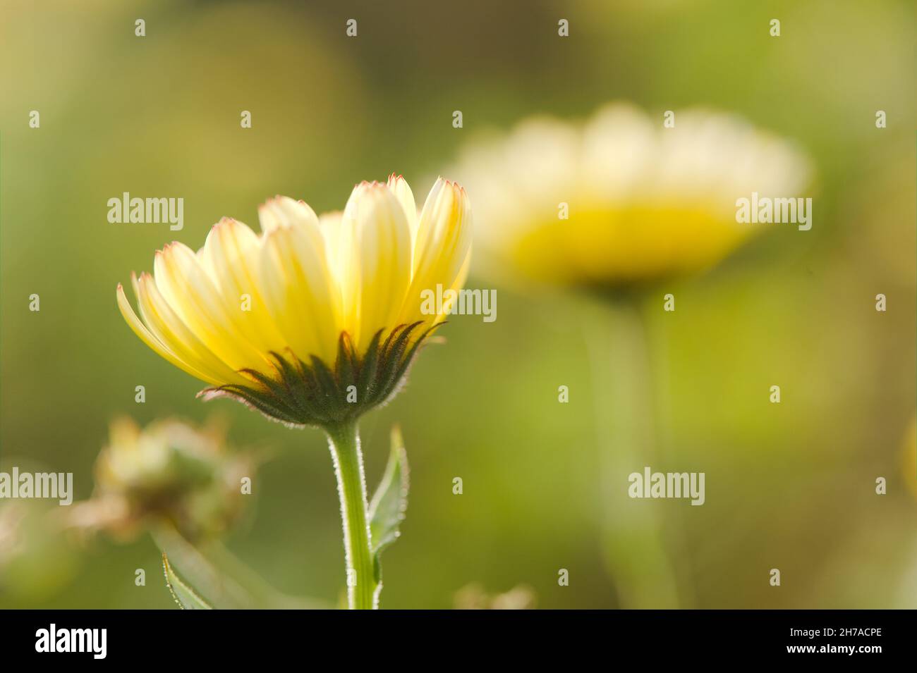Close-up of Marigold flowers Snow Princess Variety / Calendula ...