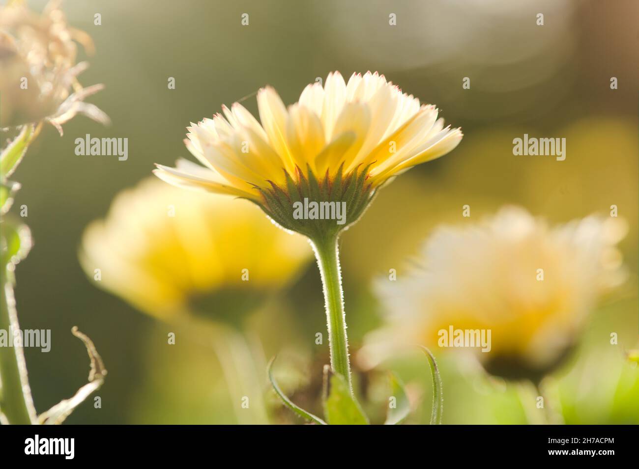 Calendula officinalis snow princess hi-res stock photography and images ...