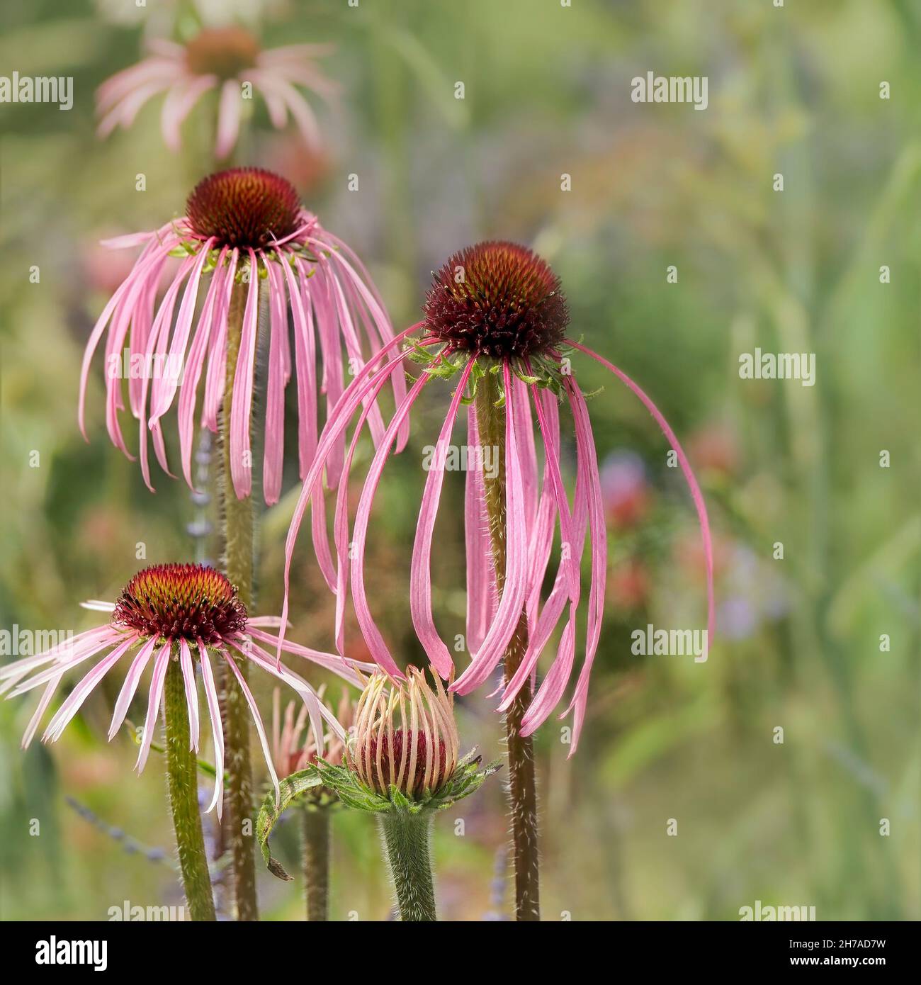 Close up of coneflower flowers or echinacea in the garden hi-res stock ...