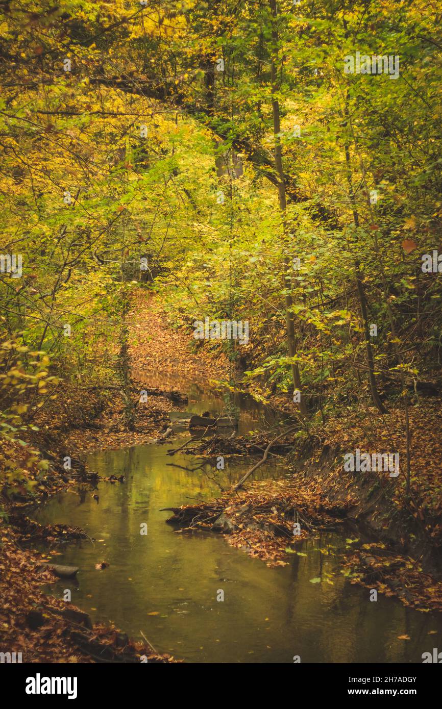 Autumn in the woods in Opladen, Germany Stock Photo - Alamy