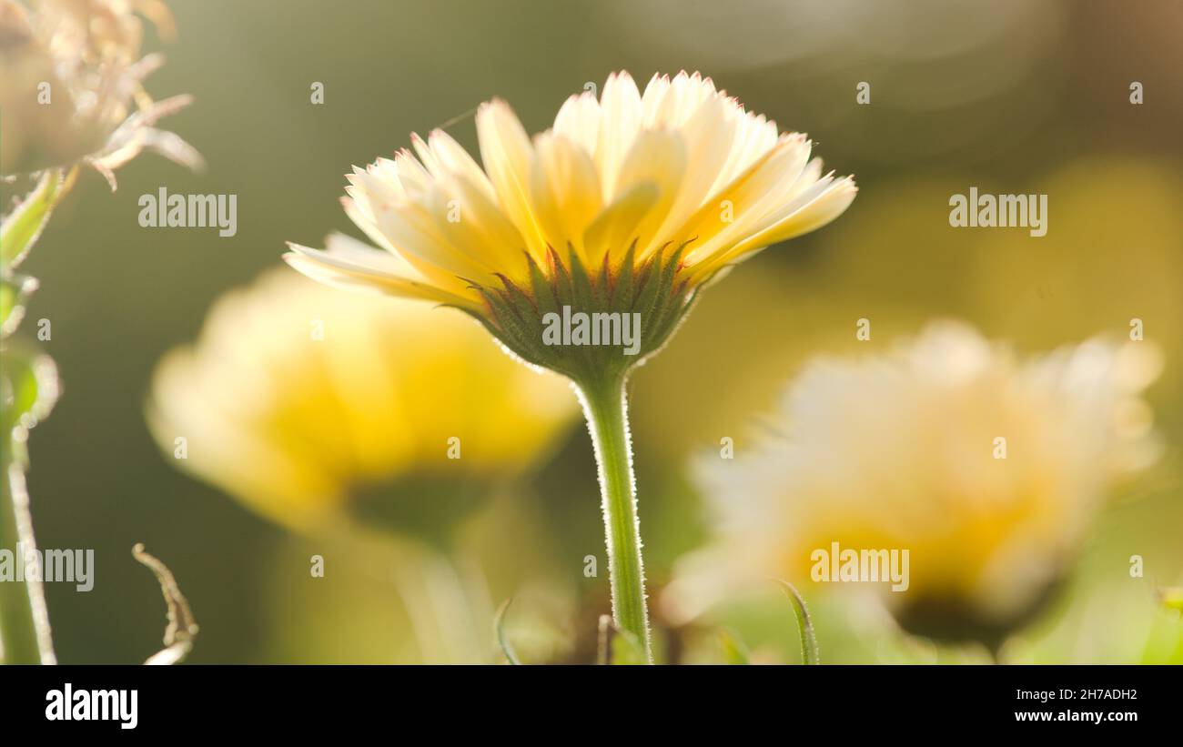 Calendula Officinalis Snow Princess High Resolution Stock Photography ...