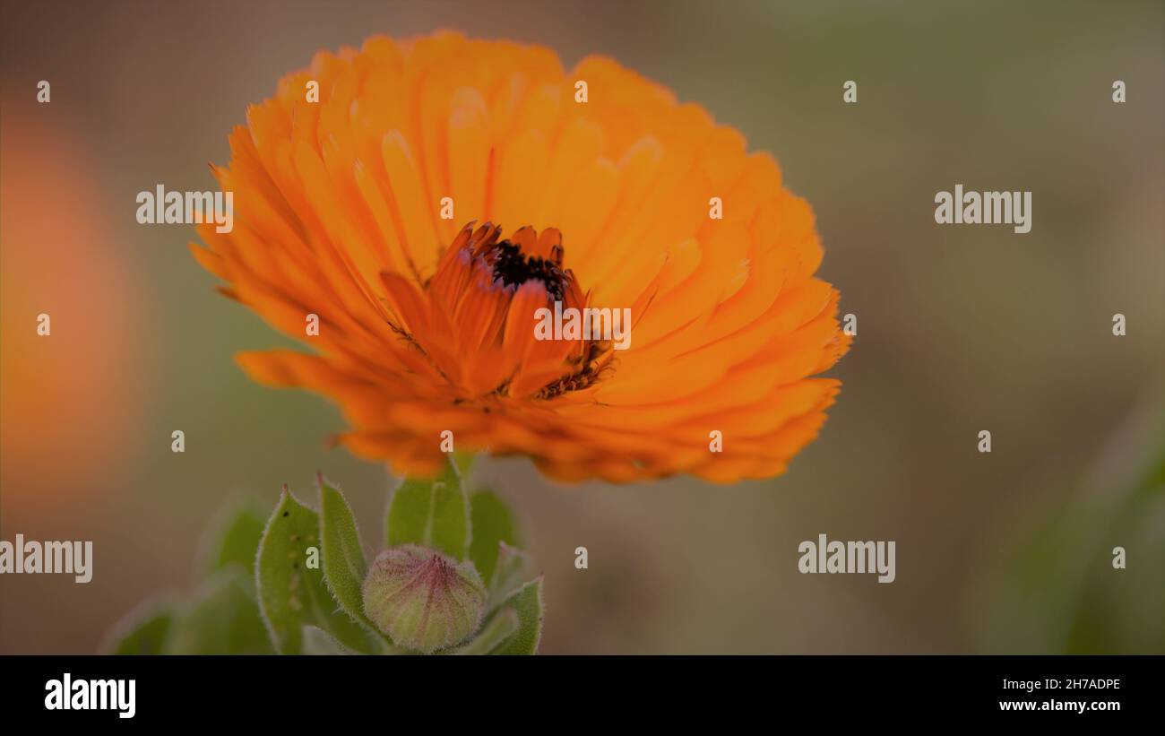 Tall indian prince hi-res stock photography and images - Alamy