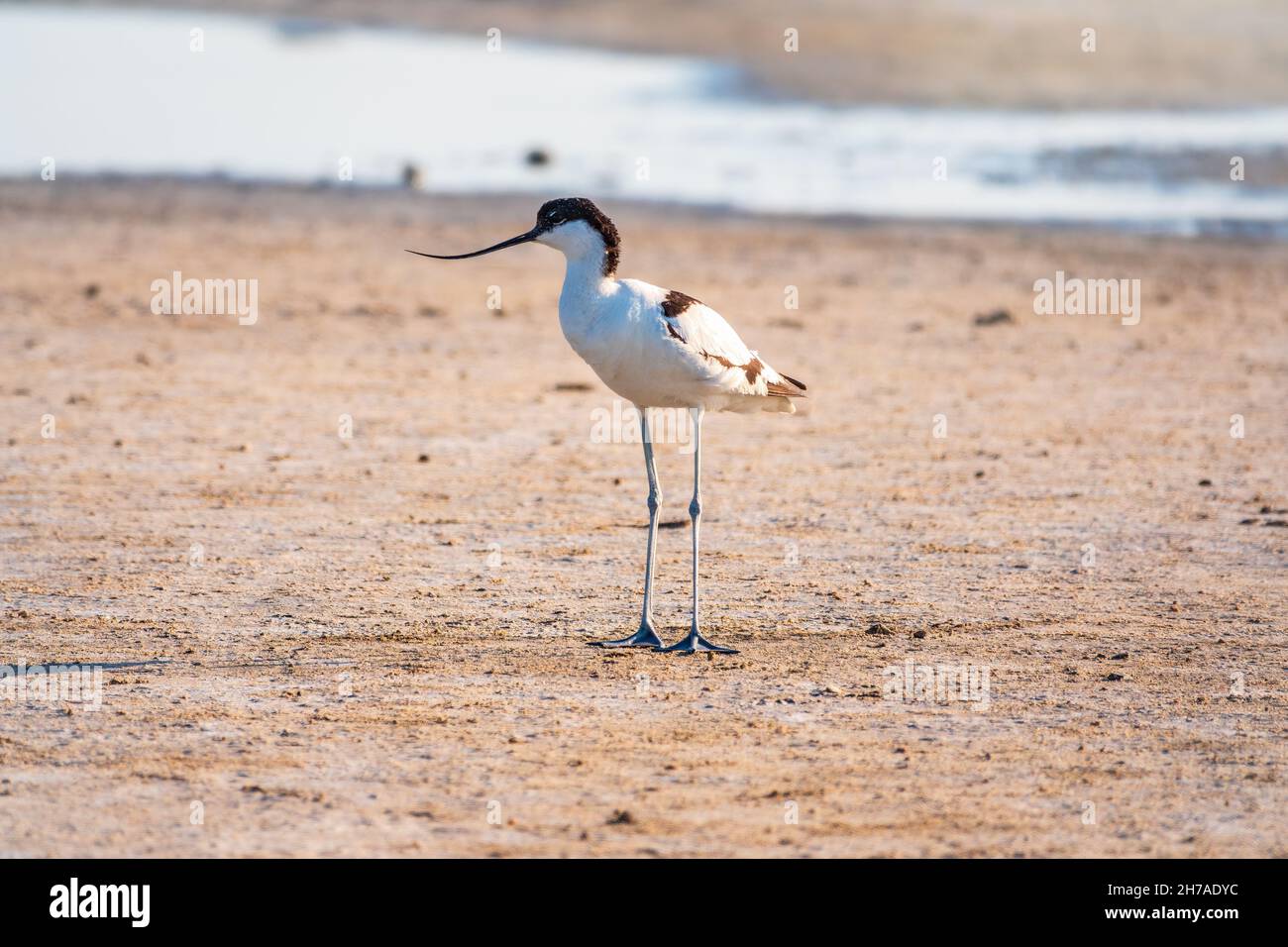 The pied avocet, Recurvirostra avosetta, is a large black and white ...