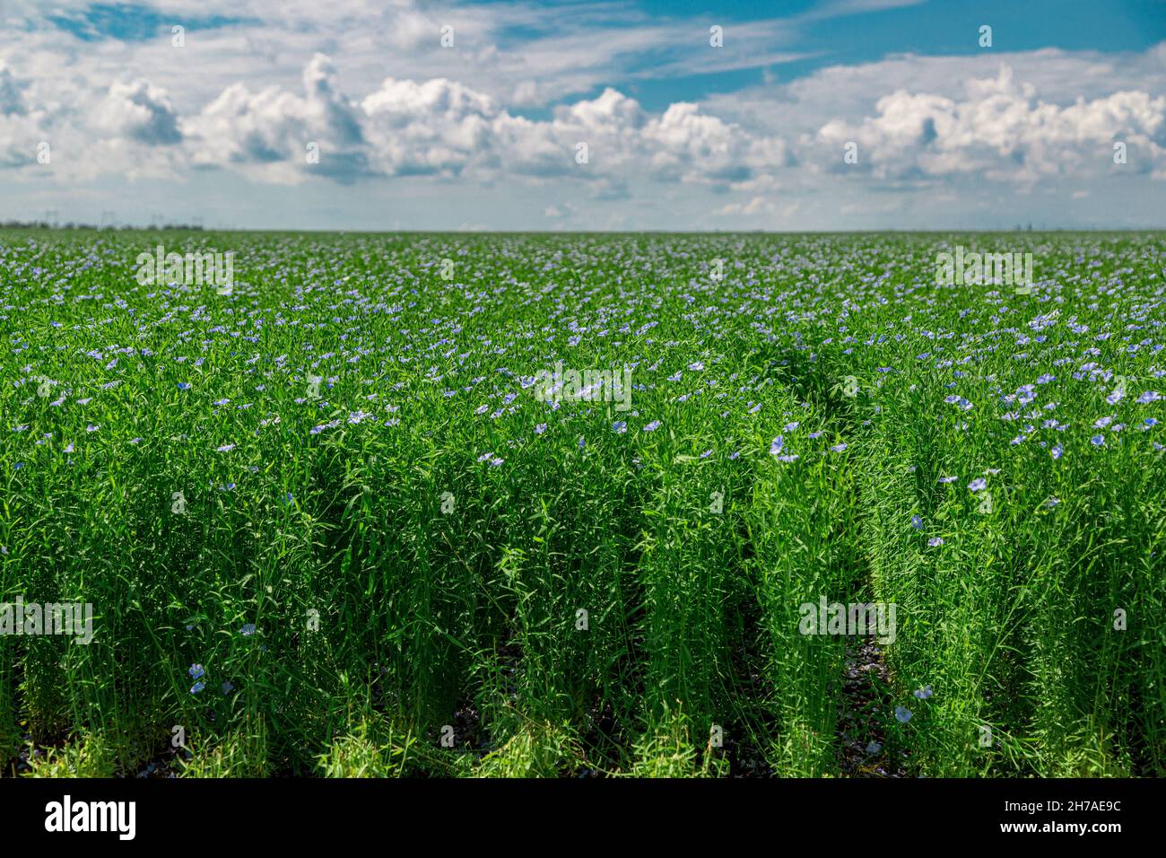 Beautiful blue flax in bloom hi-res stock photography and images - Alamy