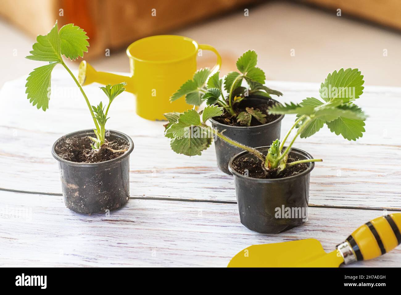 Strawberry plant in pot. Growing berries for a healthy diet in pots ...
