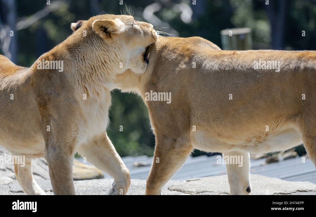 Two lioness playing in the zoo Stock Photo - Alamy