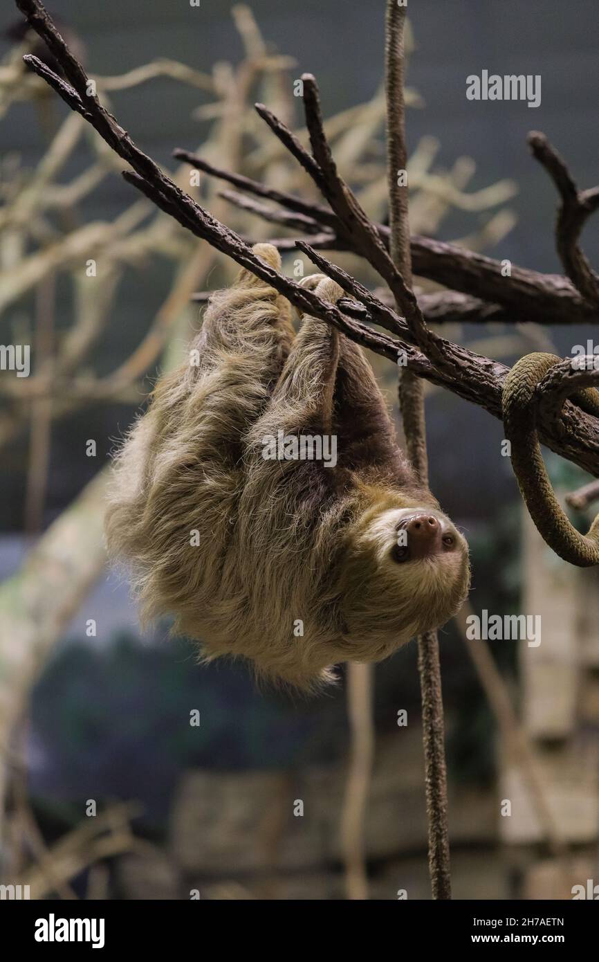 A sloth hanging upside down the tree branch Stock Photo - Alamy