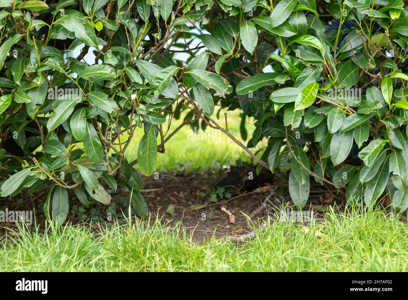 A hole in a bush that children and animals can crawl through Stock ...