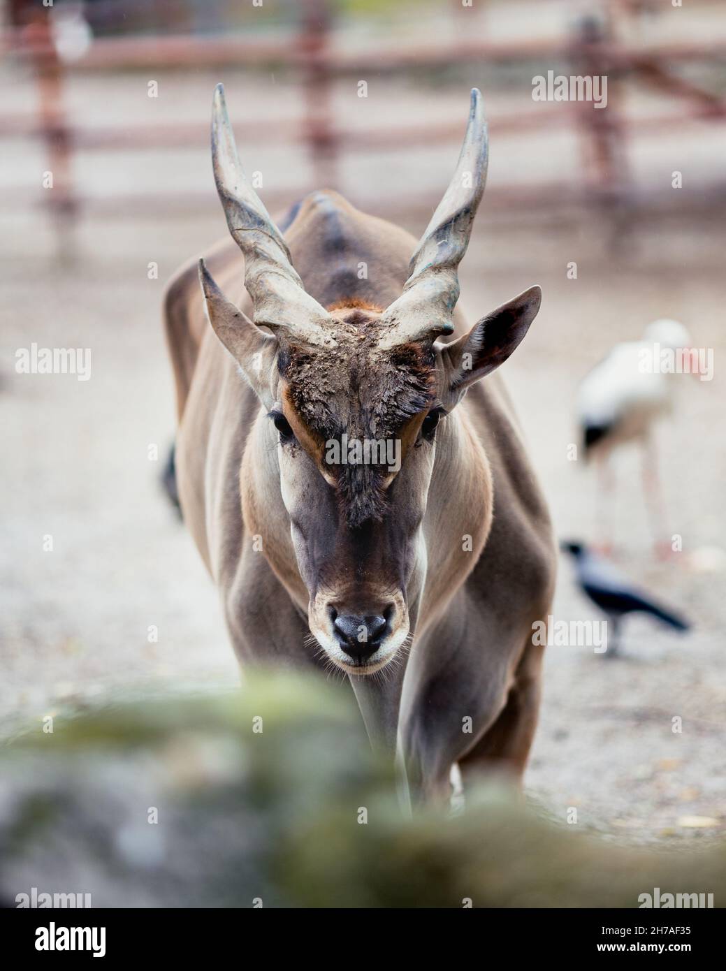 A portrait of a Common eland in a ranch under the sunlight with a ...