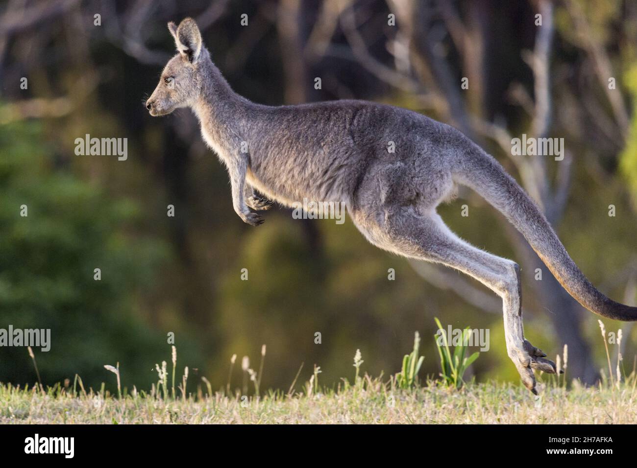 Tree kangaroo jumping hi-res stock photography and images - Alamy