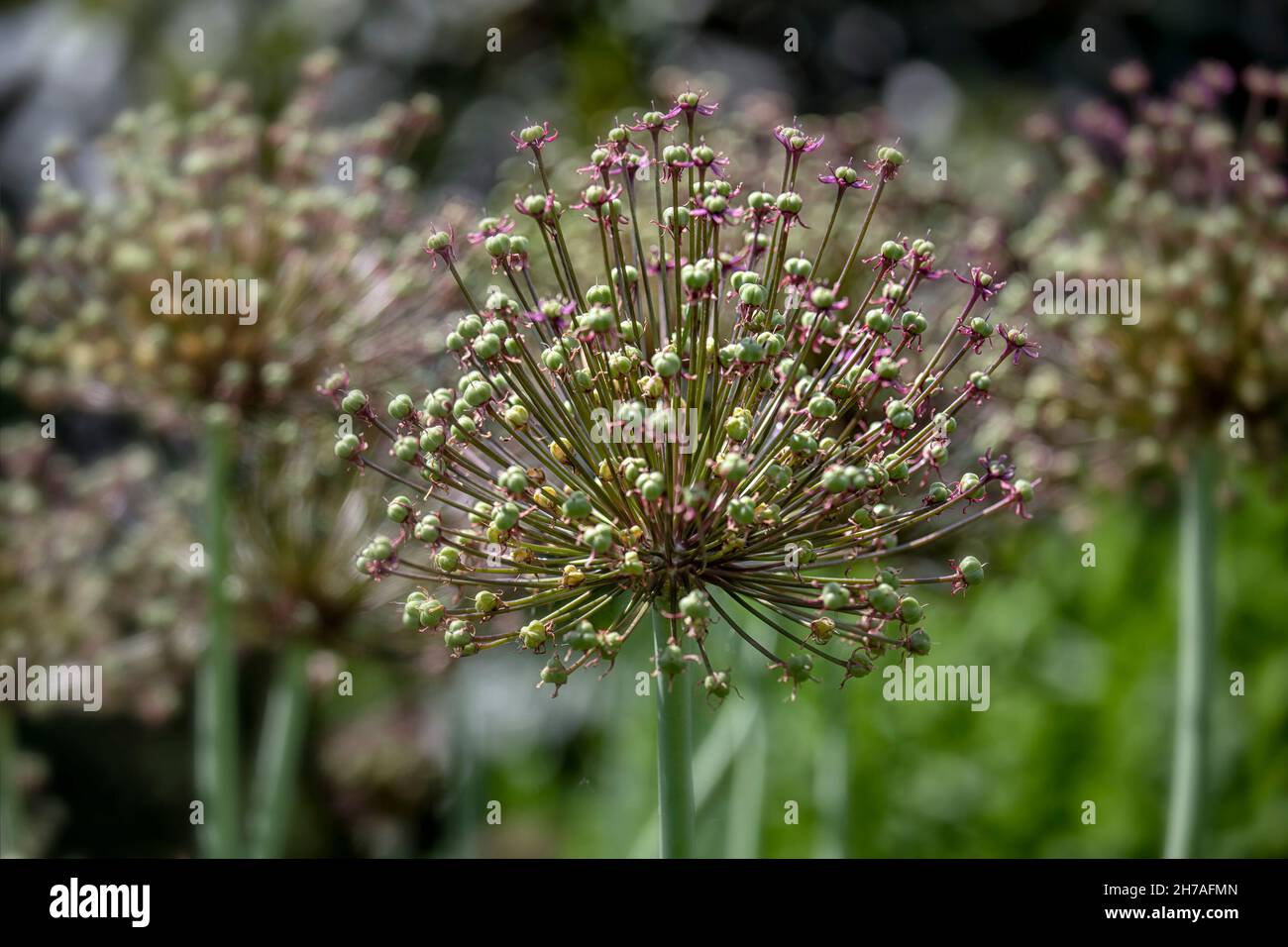 Allium seed heads hi-res stock photography and images - Alamy