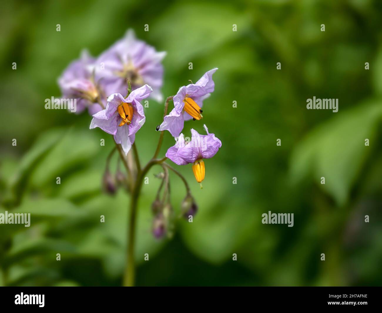 Potato valor hi-res stock photography and images - Alamy