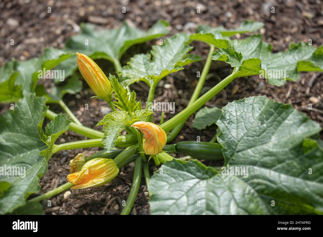 Fruit of a courgette plant hi-res stock photography and images - Alamy