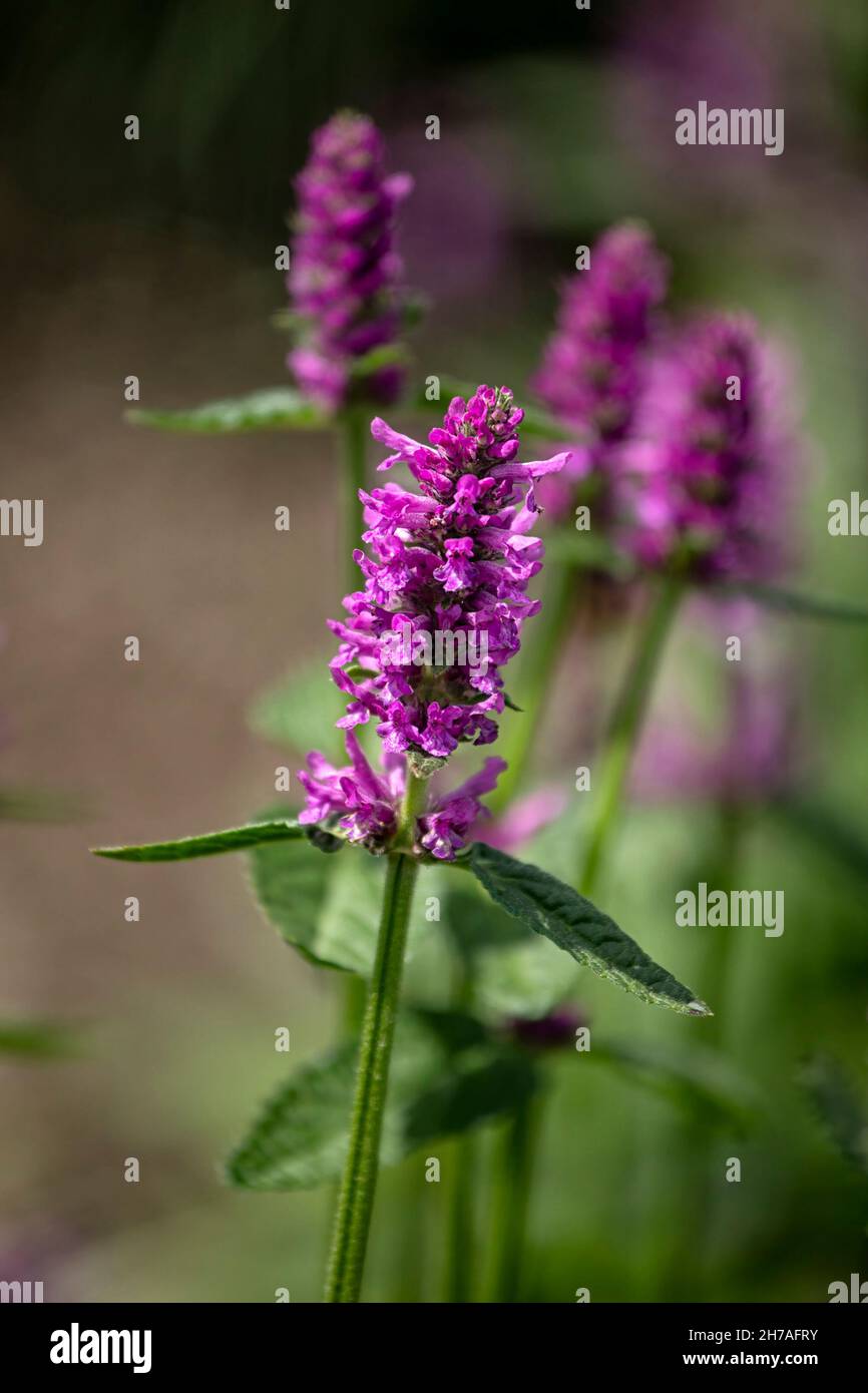 Stachys officinalis hummelo hi-res stock photography and images - Alamy