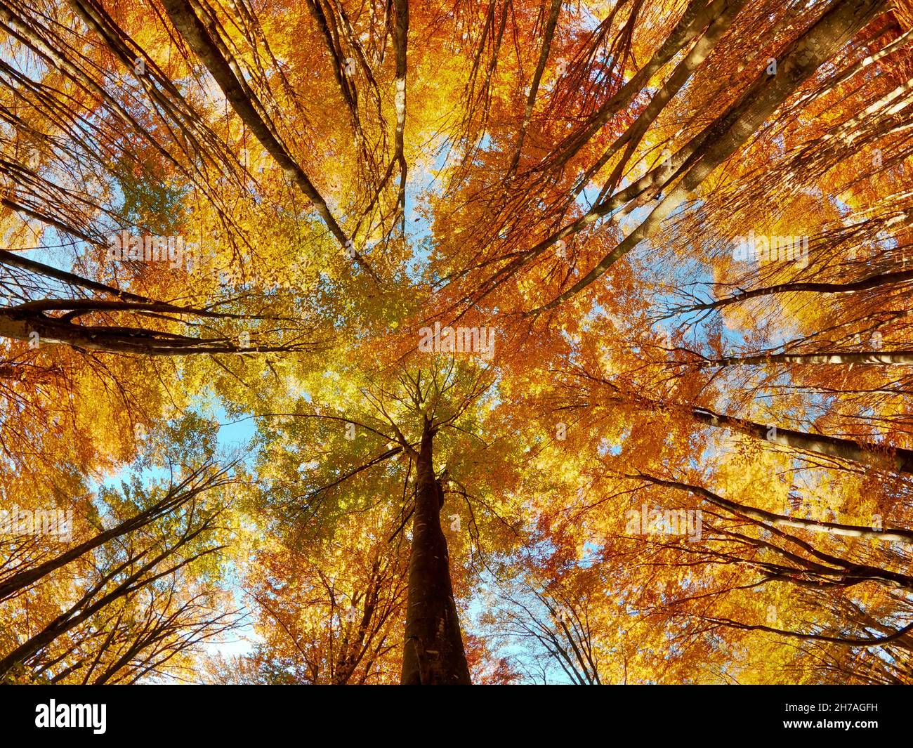 A fisheye low angle shot of tall skinny trees in a forest during autumn ...