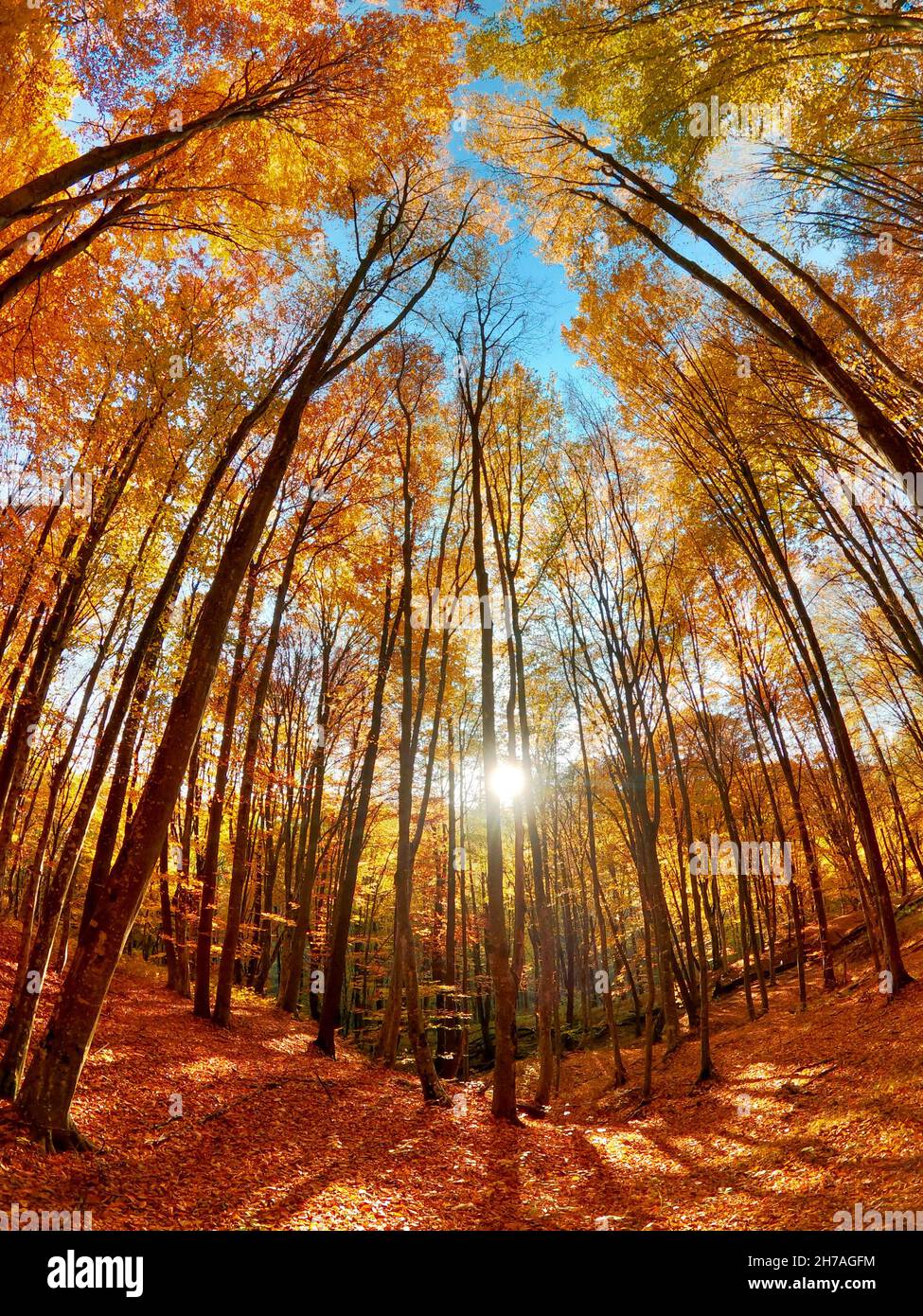 A vertical fisheye low angle shot of tall skinny trees in a forest ...