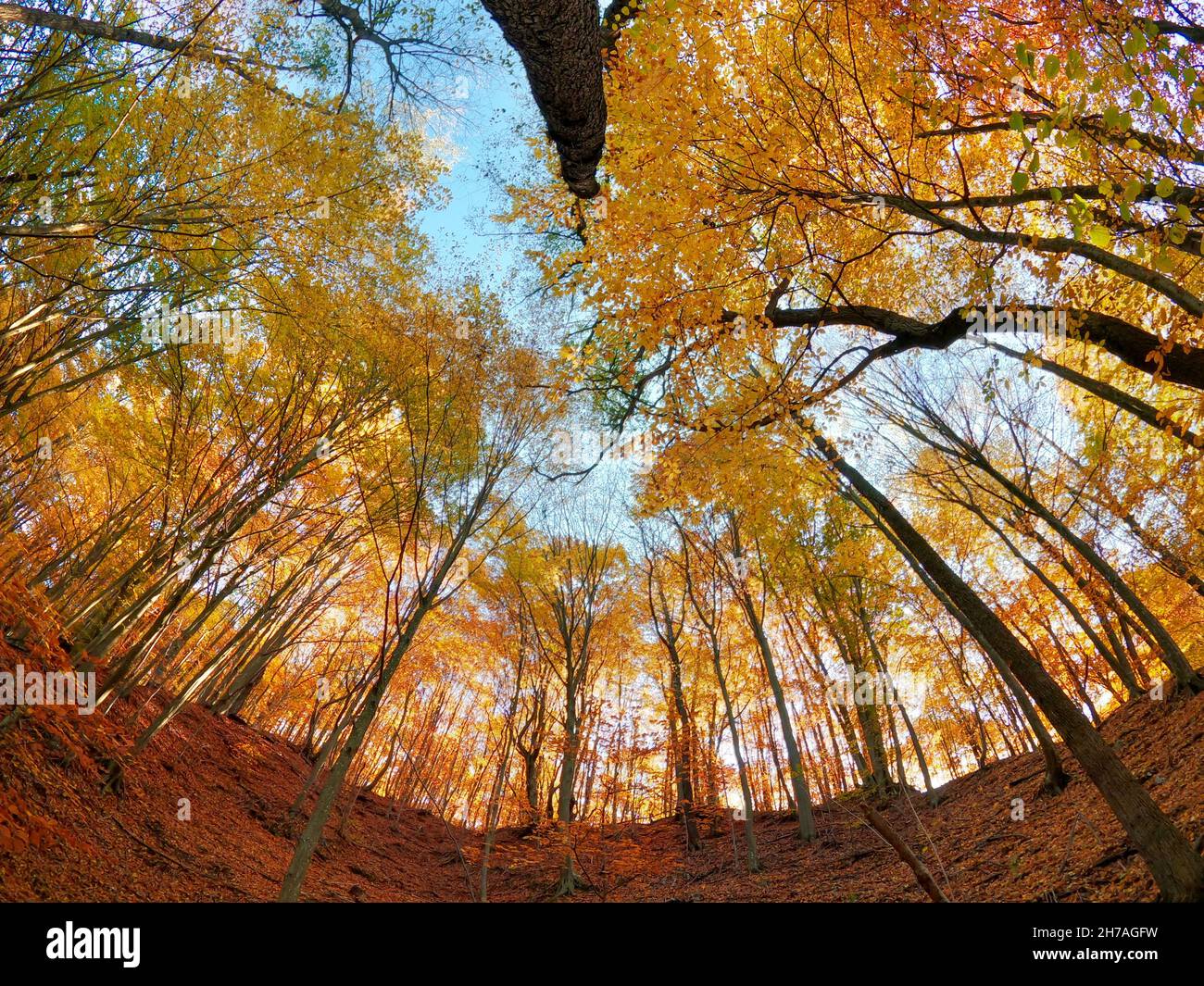 A panoramic low angle shot of tall skinny trees in a forest during ...