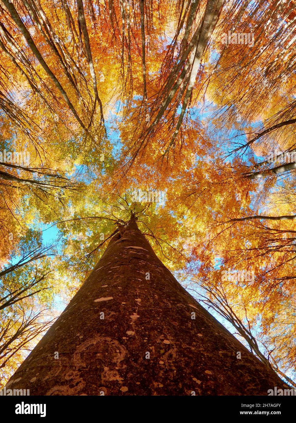 A vertical fisheye low angle shot of a tall skinny tree in a forest ...