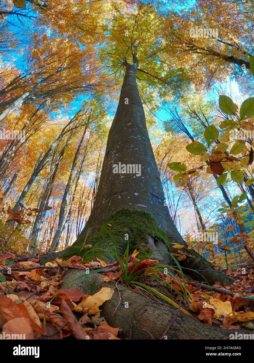 A vertical fisheye low angle shot of a tall skinny tree in a forest ...