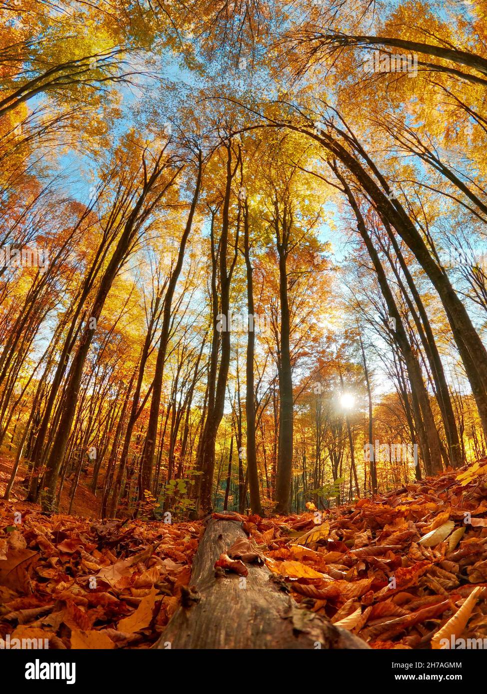 A vertical fisheye low angle shot of tall skinny trees in a forest ...