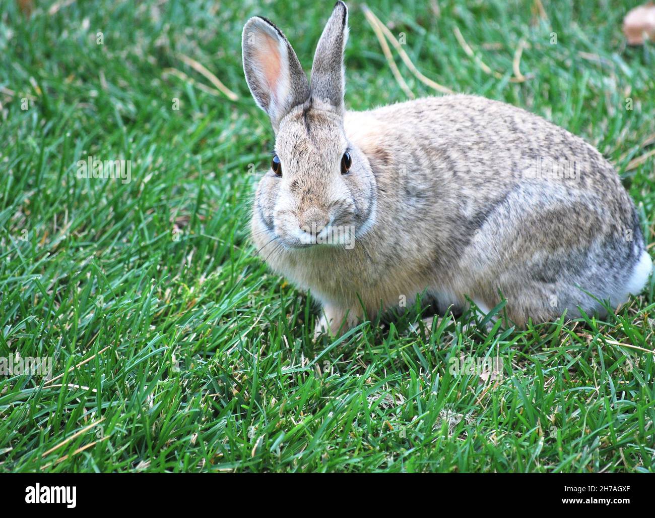 A cute shot of a light brown bunny rabbit sitting on the grass with its ...
