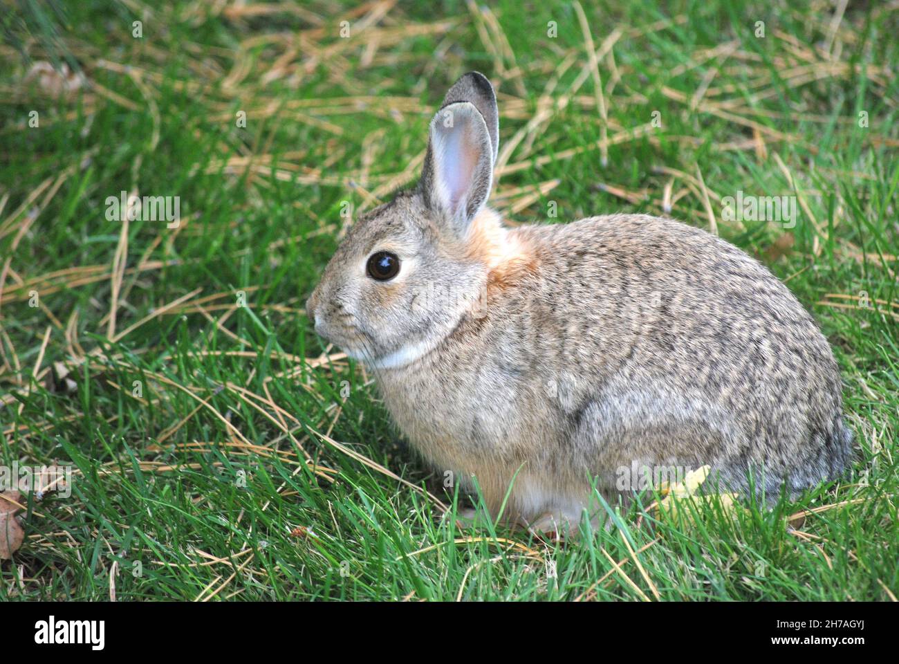 A cute shot of a light brown bunny rabbit sitting on the grass with its ears up Stock Photo - Alamy