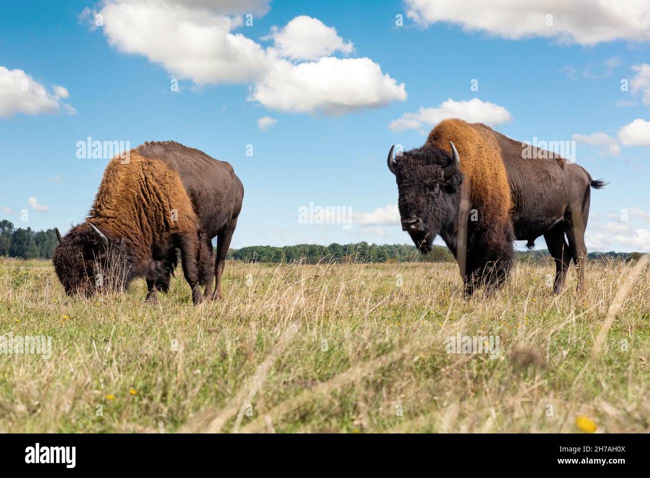 Bison Bison Herd Walking High Resolution Stock Photography and Images ...