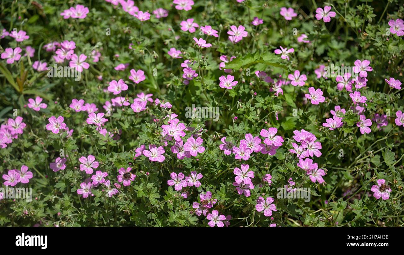 flowers of Geranium 'Mavis Simpson' in a garden in summer Stock Photo ...