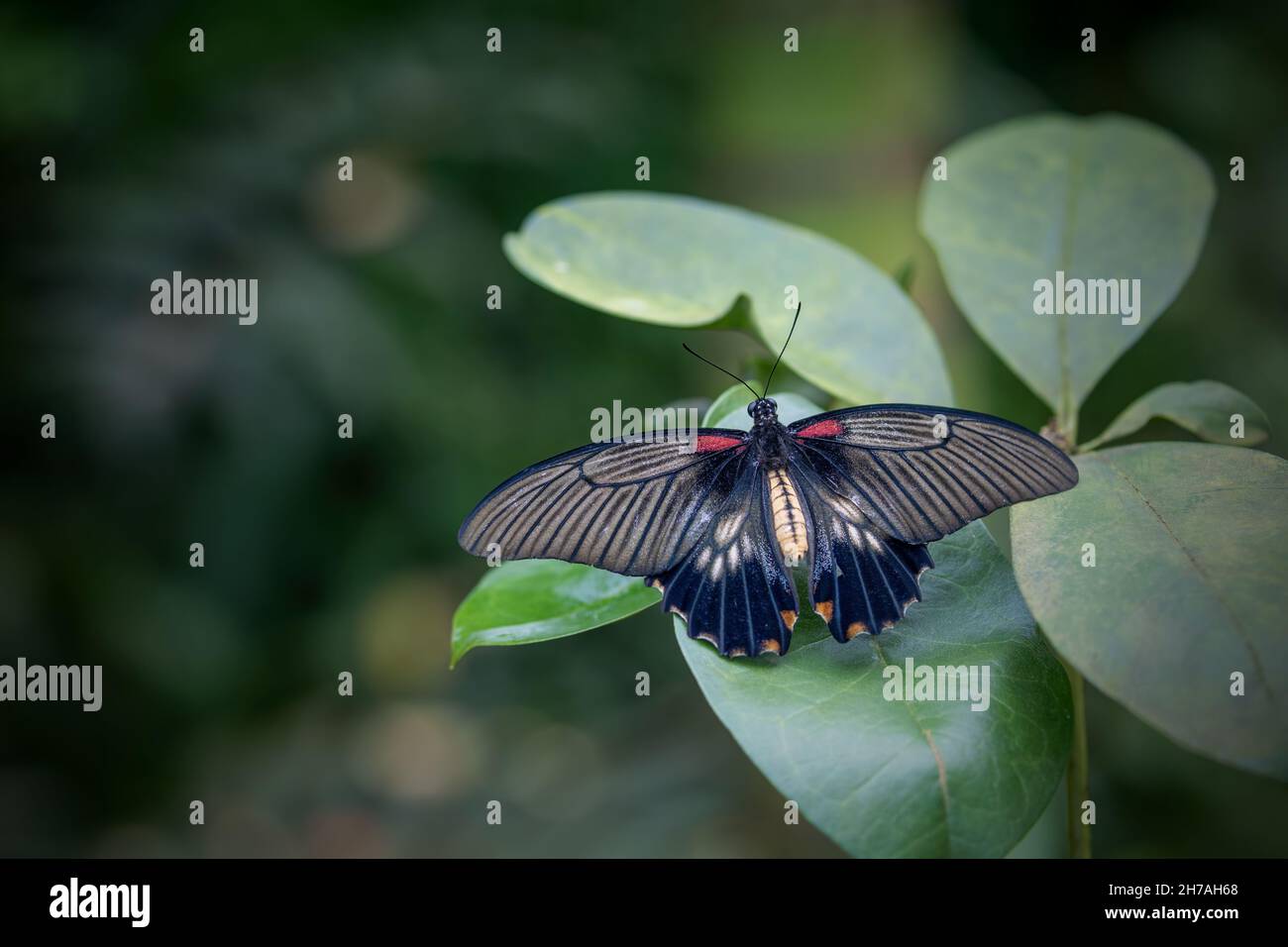 Southeast Asian Great Mormon butterfly (Papilio memnon) with open wings ...