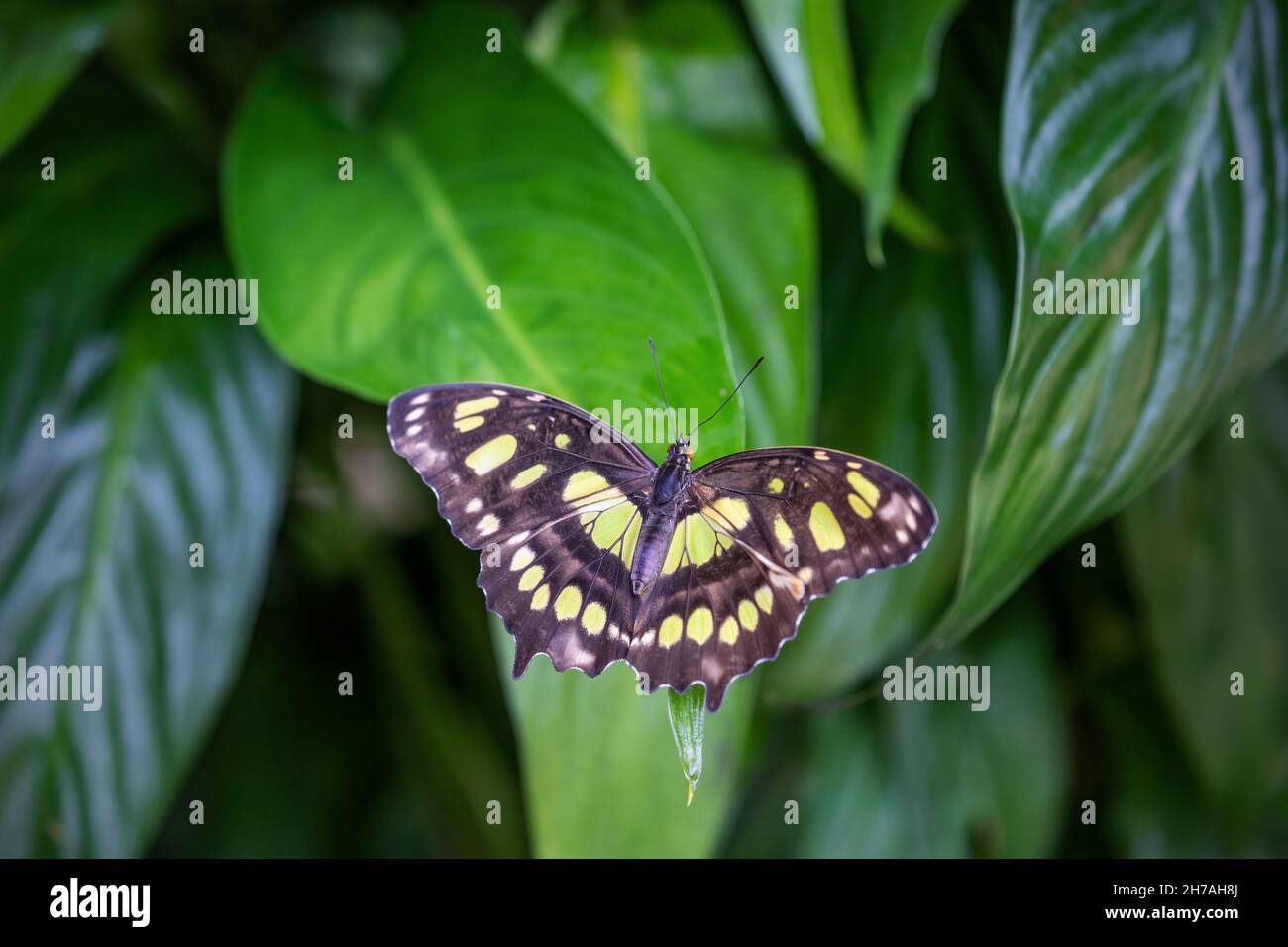 Beautiful Malachite Butterfly (Metamorpha stelenes) with open wings on ...