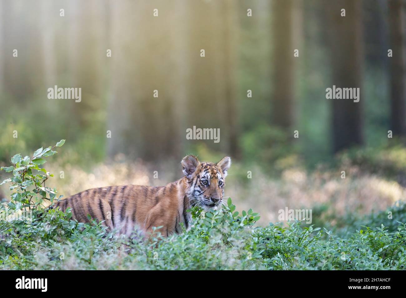 Bengal tiger is standing in the forest. Horizontally Stock Photo - Alamy
