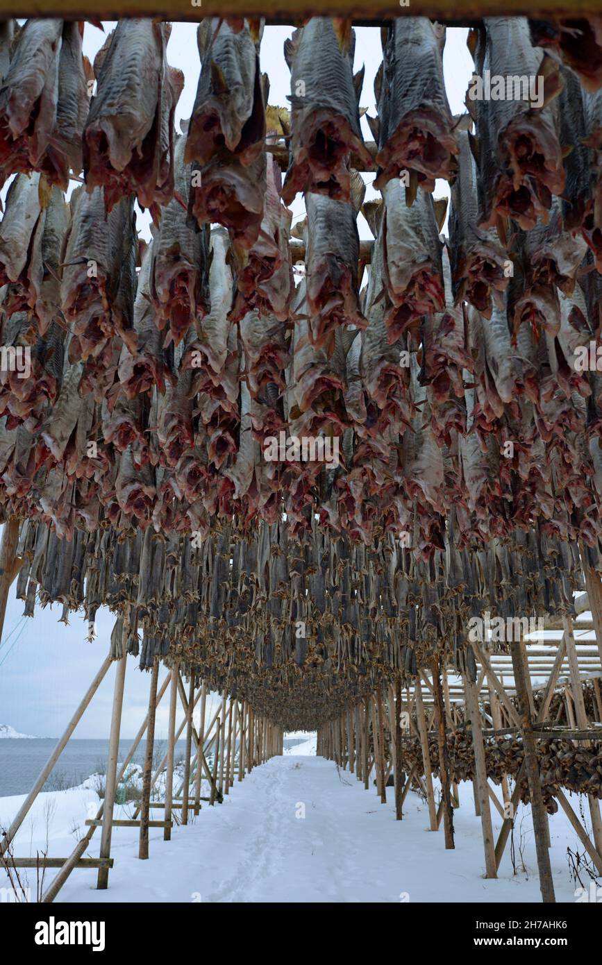 Drying codfish hi-res stock photography and images - Alamy