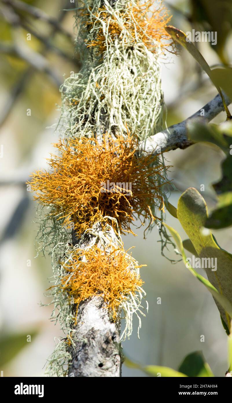 Two distinctively different species of lichen, one pale green and one ...