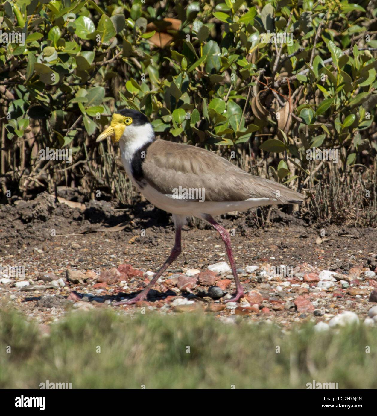 Masked Lapwing / Plover, Vanellus miles, strolling across coastal ...