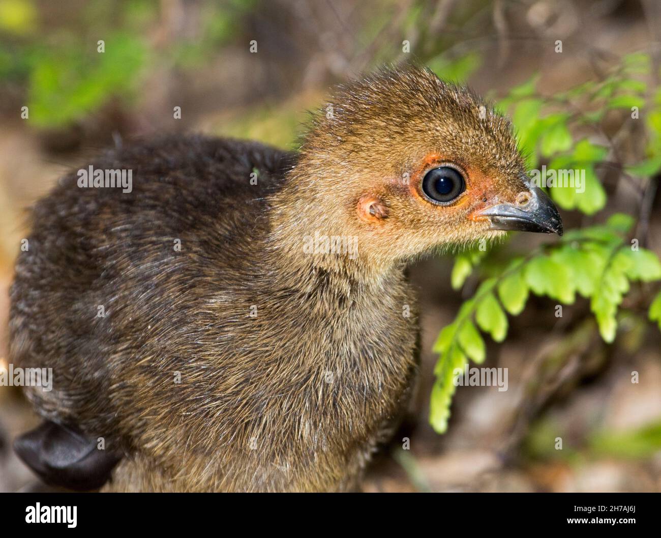 Tiny and beautiful Scrub / brush turkey chick, Cracticus torquatus, an ...