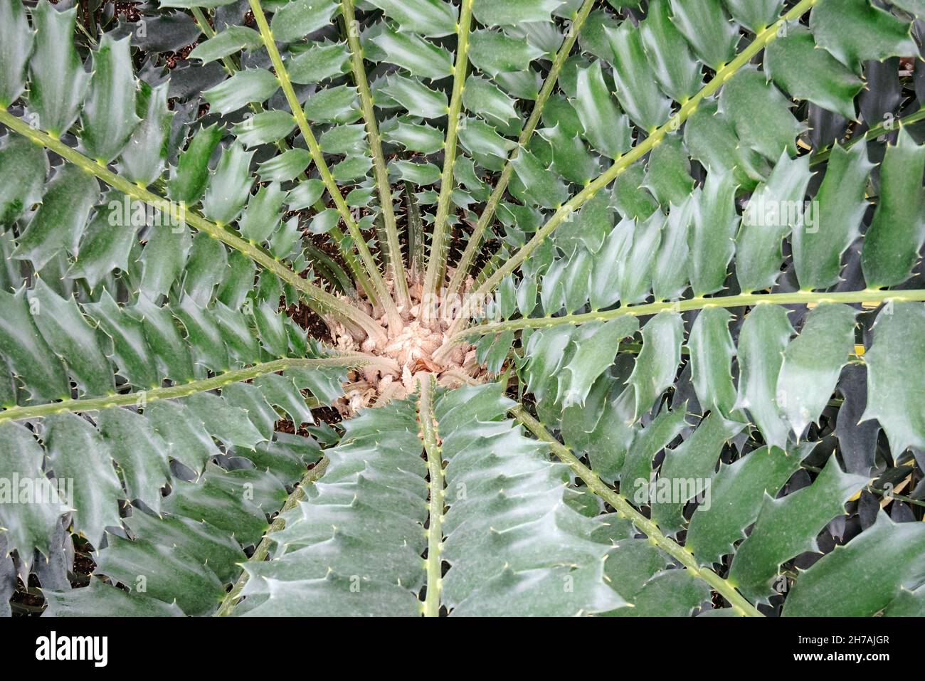 Zululand cycad encephalartos ferox hi-res stock photography and images ...