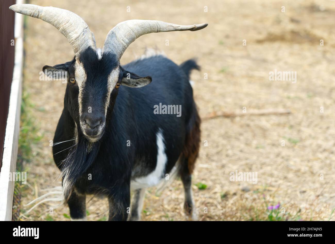 Wild goat huge horns standing hi-res stock photography and images - Alamy