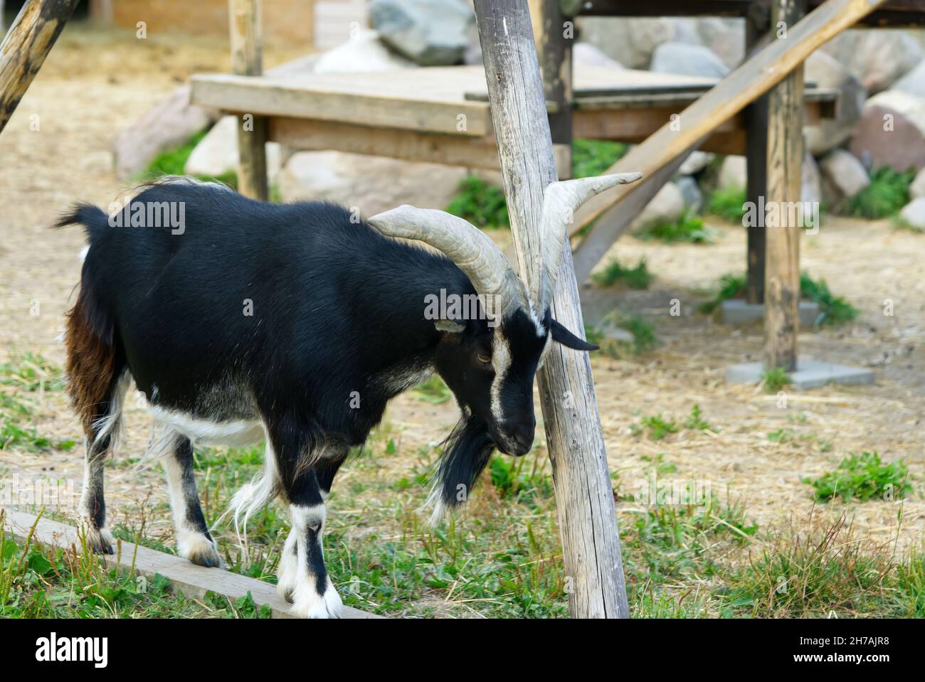 Black Goat scratches himself Stock Photo - Alamy