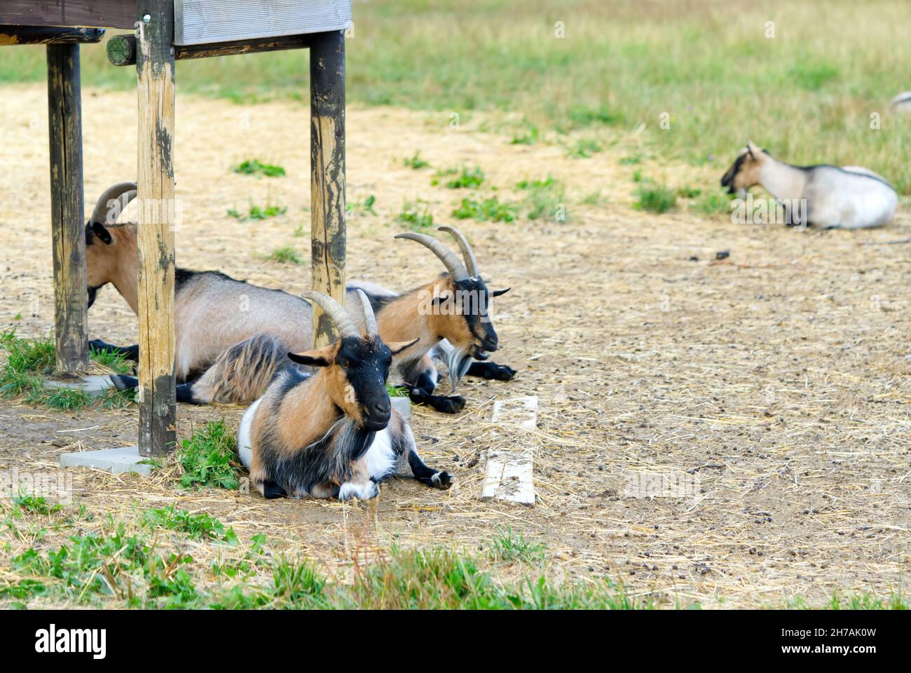 Young goats in spring hi-res stock photography and images - Alamy