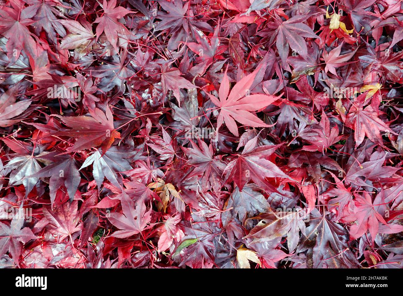 Roter Bltter Baum