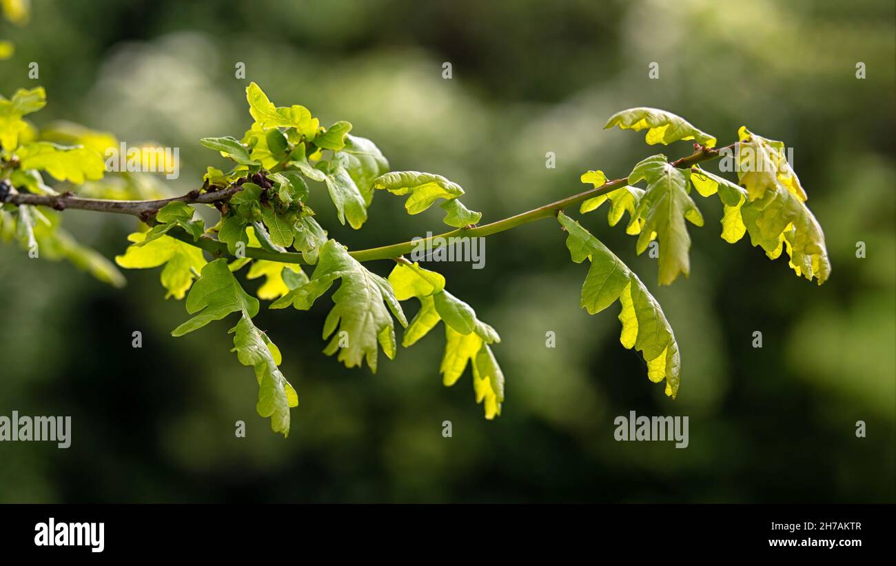 View of new leaf growth of an Oak Tree (Quercus robur) in spring ...