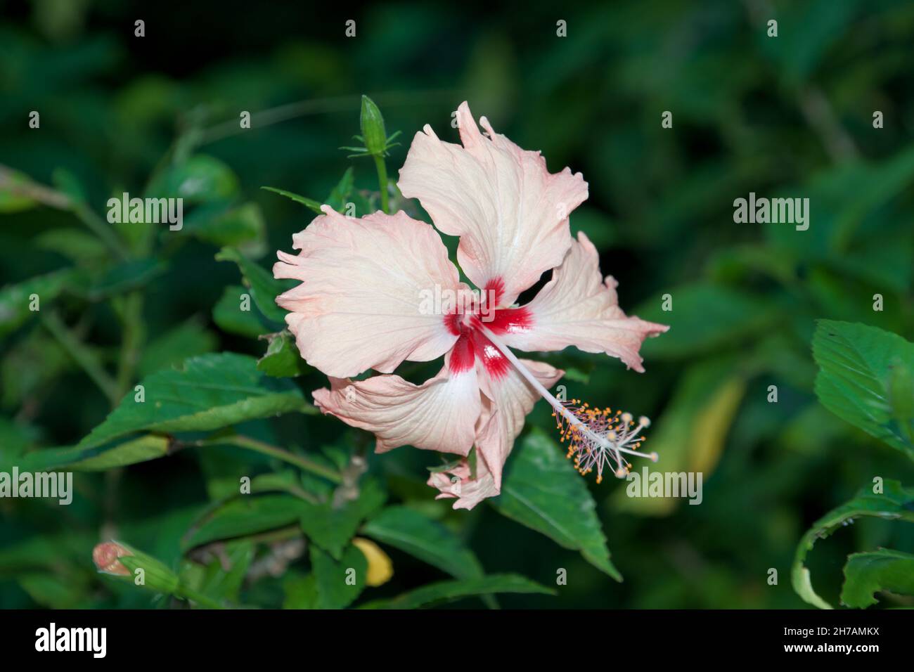 Hibiscus rosa-sinensis, at Taipei Botanical Gardens, Taipei, Taiwan ...