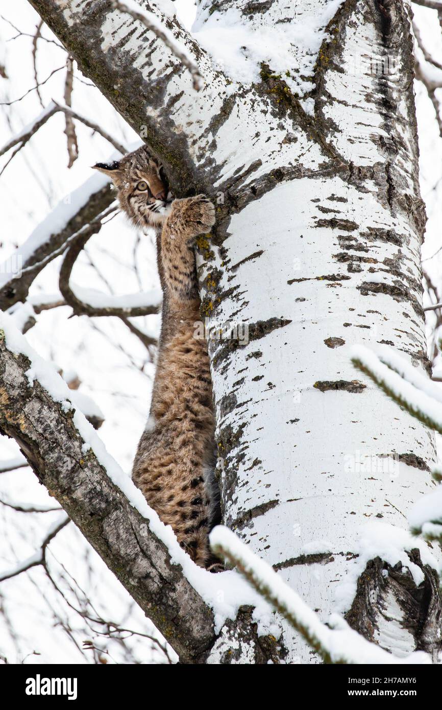 Bobcat winter hi-res stock photography and images - Alamy