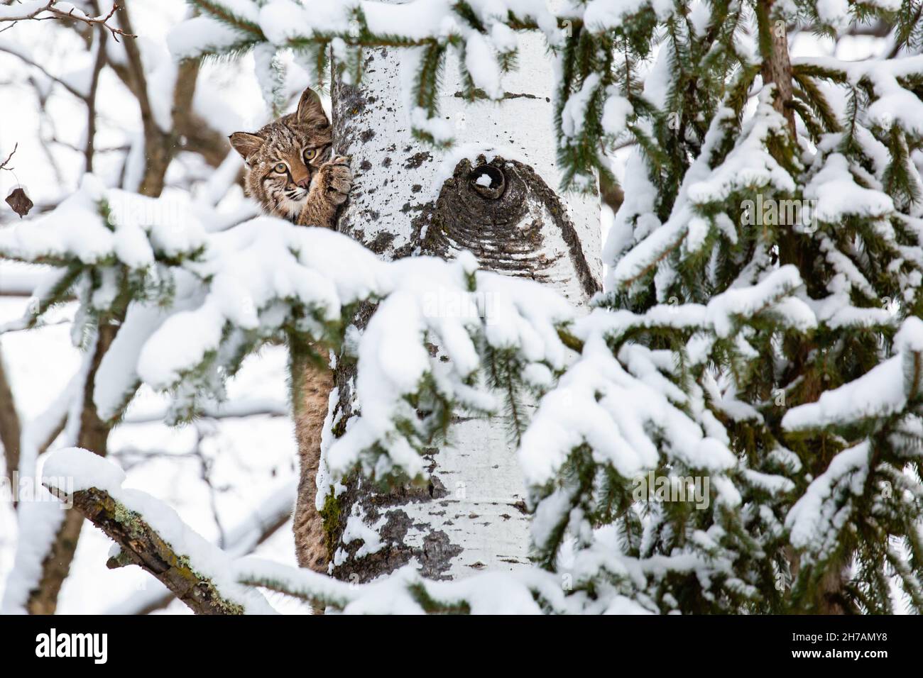 Bobcat snow hi-res stock photography and images - Alamy