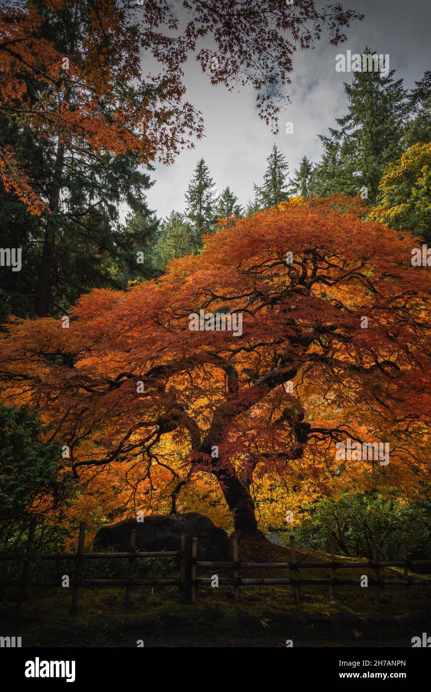 Old japanese maple tree portland hi-res stock photography and images ...