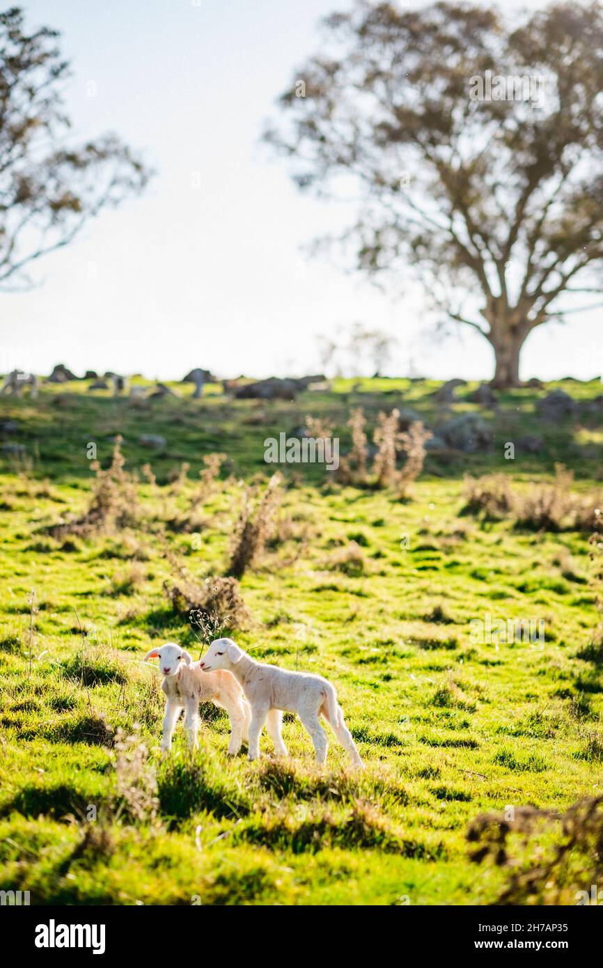 Beautiful spring lambs hi-res stock photography and images - Alamy