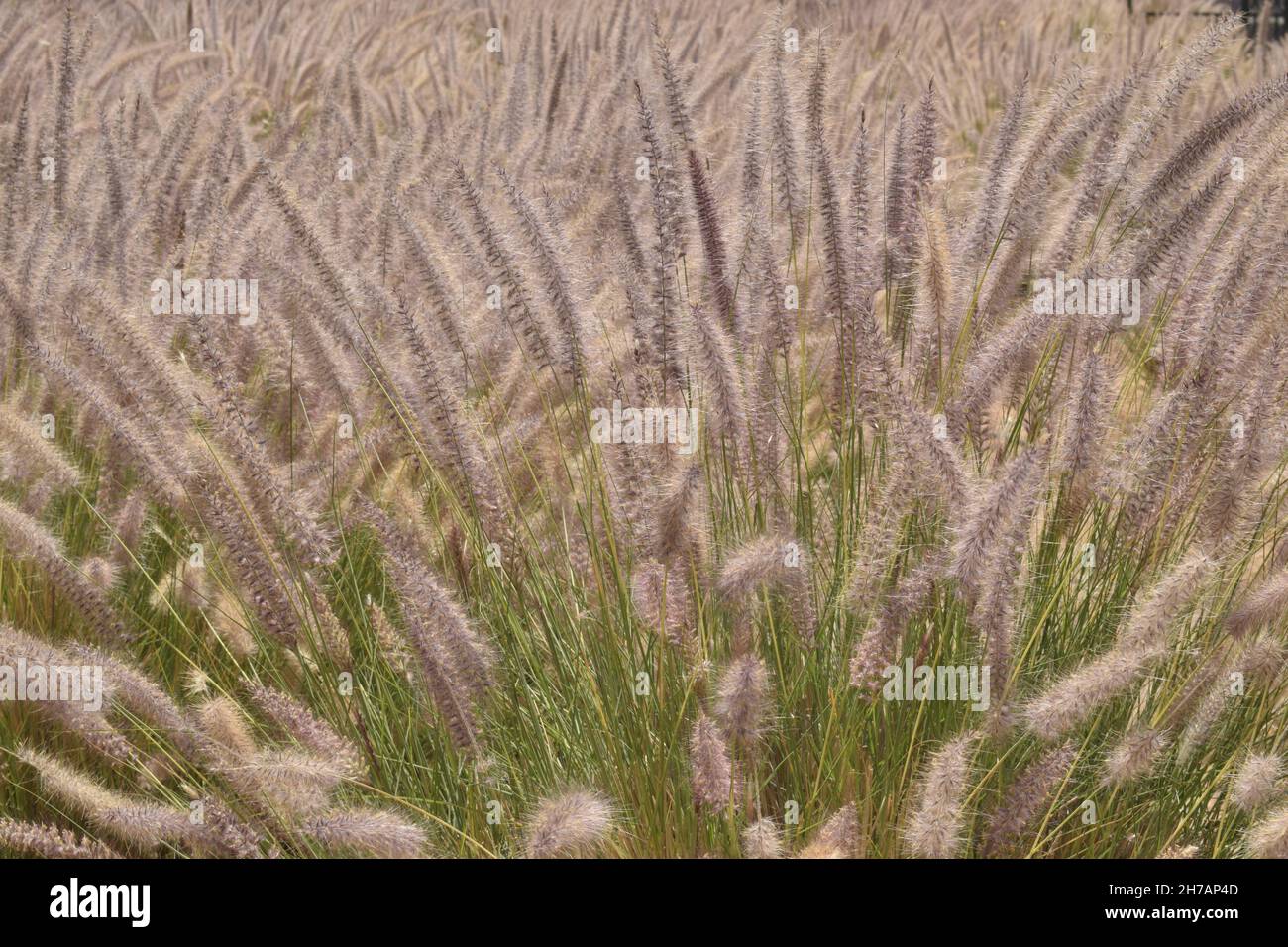 Full frame field Stock Photo - Alamy