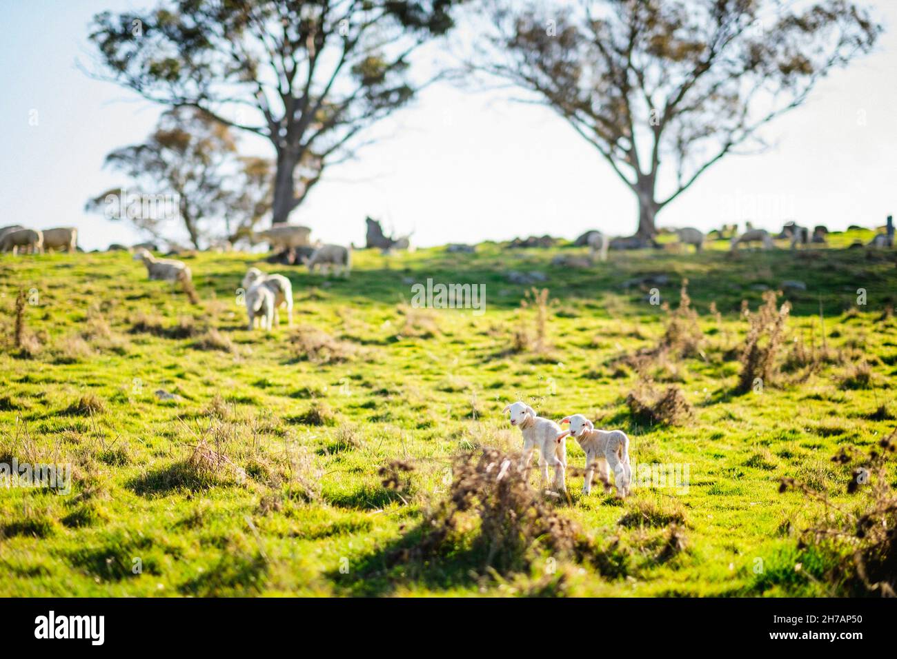 Two baby spring lambs in field on farm, late afternoon Stock Photo - Alamy