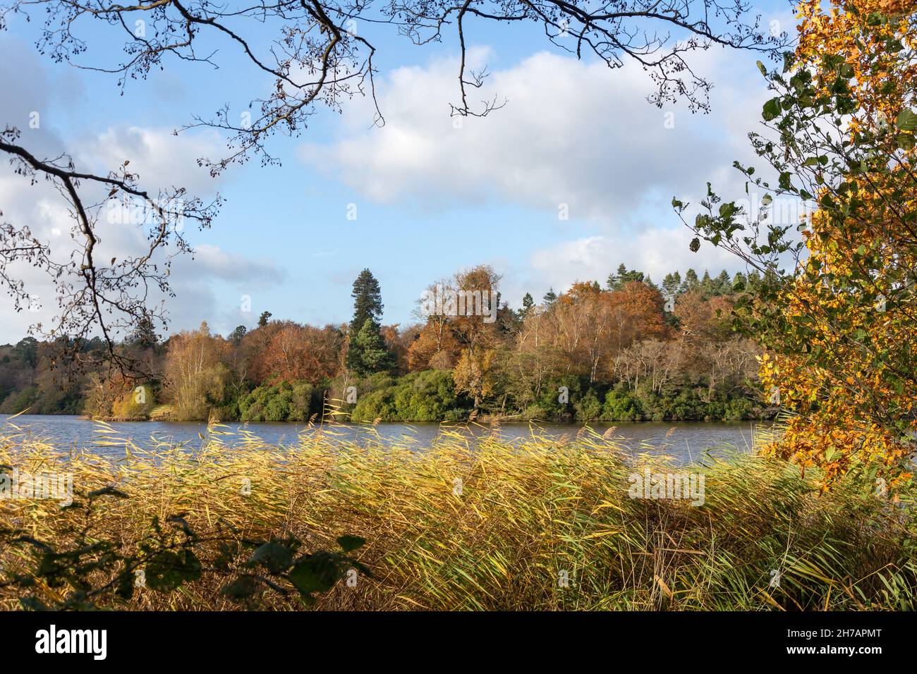 Virginia Water Lake (Windsor Great Park) in autumn, Virginia Water ...